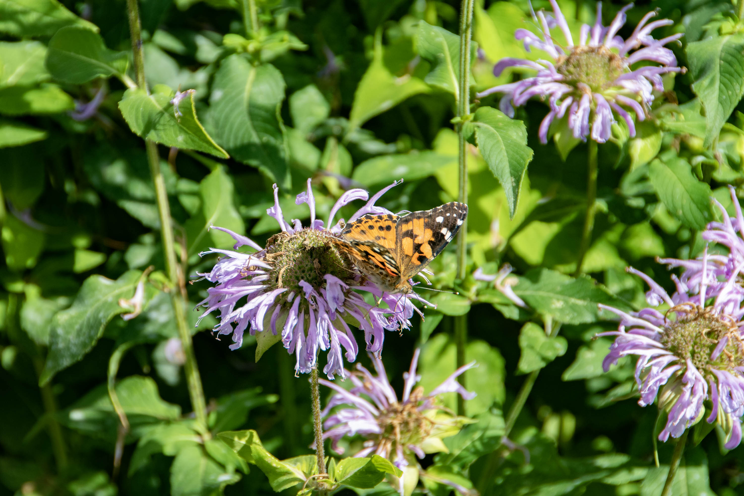 Tiden rinner iväg – Evawfoto